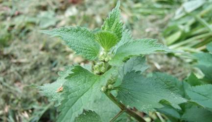 7 Edible Spring Weeds - Hobby Farms