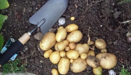 The Best Starter Vegetables for Your Garden - Hobby Farms