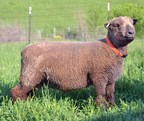 Small Farms: 15 Livestock Breeds to Consider - Hobby Farms