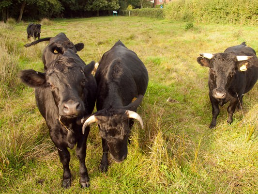 Small Farms: 15 Livestock Breeds to Consider - Hobby Farms