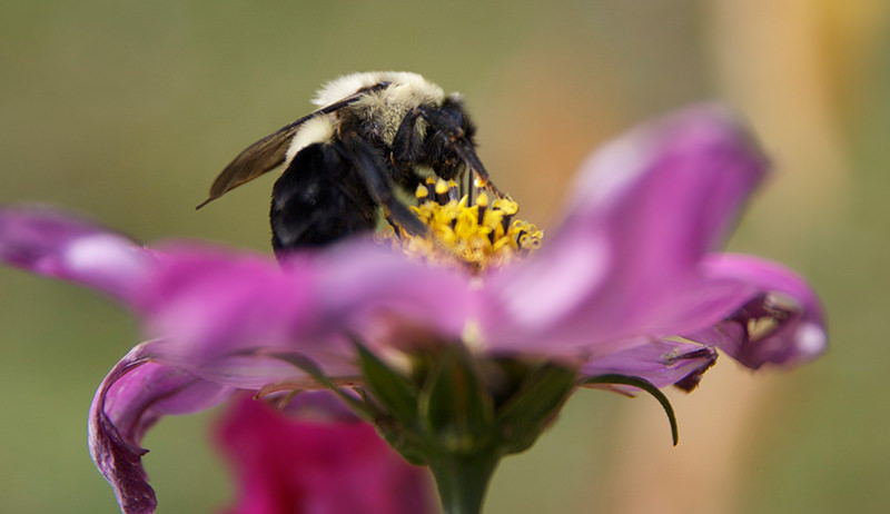 Bumblebees: America's Pollinator Pros - Hobby Farms