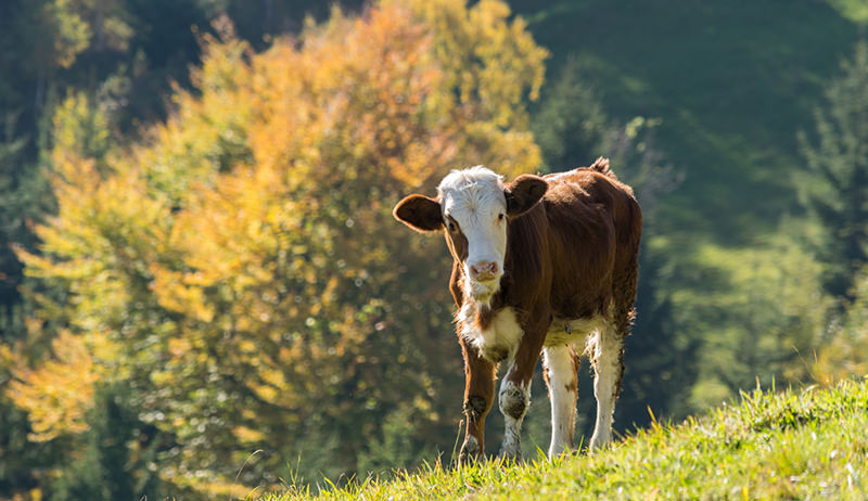 Is Fall Calving Right For You? - Hobby Farms