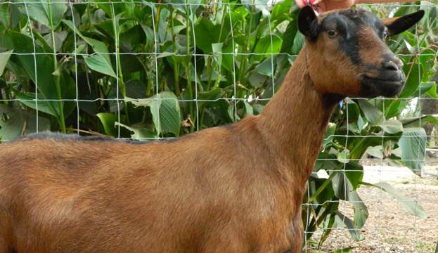 For Hardy Dairy Goats, Look To The Swiss Alps - Hobby Farms