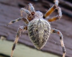 Are Barn Spiders Poisonous? - Hobby Farms