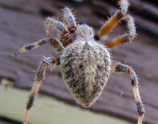 Are Barn Spiders Poisonous? - Hobby Farms