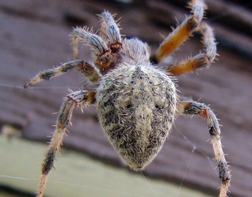 Are Barn Spiders Poisonous? - Hobby Farms