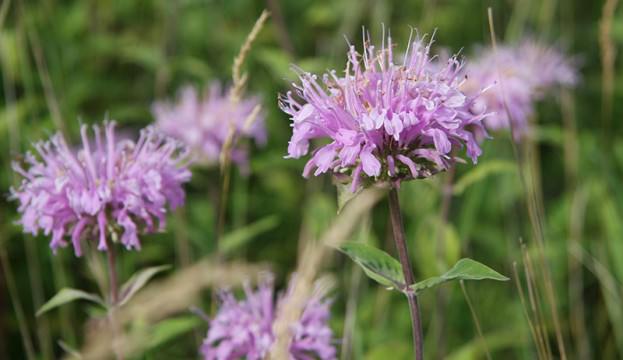 Tasty Herbal Iced Teas You Can Forage This Summer - Hobby Farms