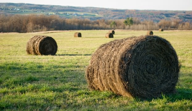 All Hay Is Not Equal: Choose Your Livestock’s Carefully - Hobby Farms