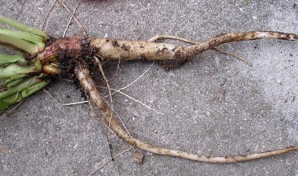 4 Nutritious Spring Roots To Harvest - Hobby Farms