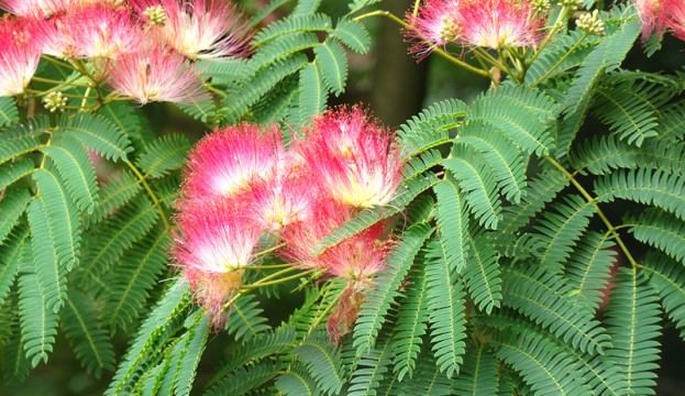 mimosa-tree - Hobby Farms