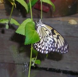 Insect Hotels: The Perfect Overnight Stay For Beneficial Insects ...