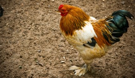 5 Bantam Chickens Perfect For Your Small Backyard - Hobby Farms
