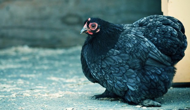 5 Bantam Chickens Perfect For Your Small Backyard - Hobby Farms