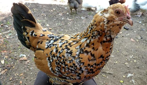 5 Bantam Chickens Perfect For Your Small Backyard - Hobby Farms