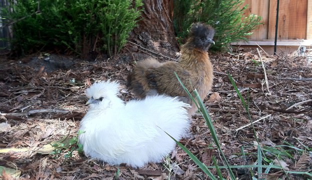 5 Bantam Chickens Perfect For Your Small Backyard - Hobby Farms