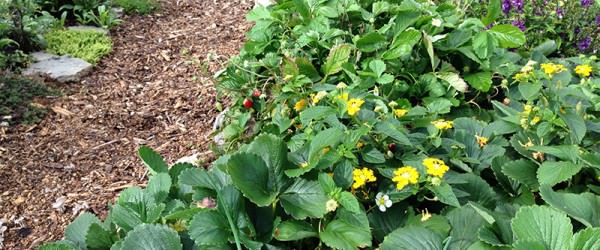 5 Passive Irrigation Techniques That Make Watering Easier - Hobby Farms