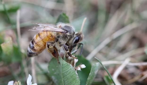3 Sweet Honeybee Breeds For New Keepers - Hobby Farms