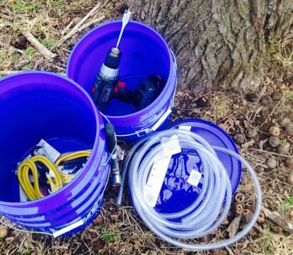 Tap Black Walnut Trees For Sap - Hobby Farms