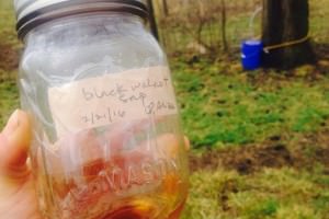 Tap Black Walnut Trees For Sap - Hobby Farms