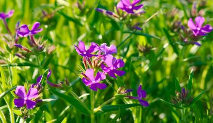 10 Native Pollinator Plants For Containers - Hobby Farms