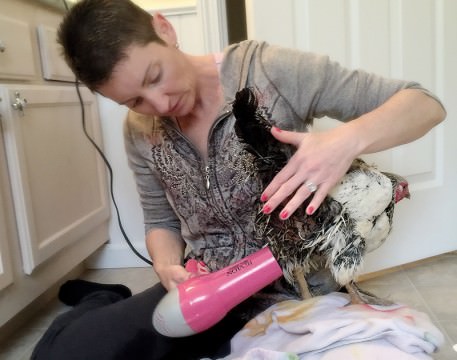 How To Give Your Chicken A Bath - Hobby Farms