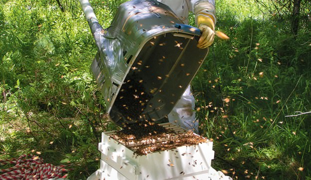 How To Capture A Bee Swarm - Hobby Farms