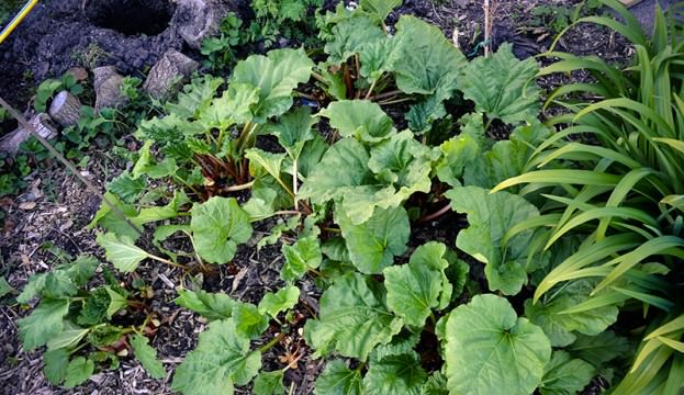 Grow An Endless Supply Of Rhubarb - Hobby Farms
