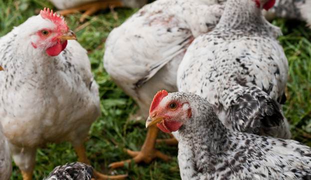 meat chickens - Hobby Farms