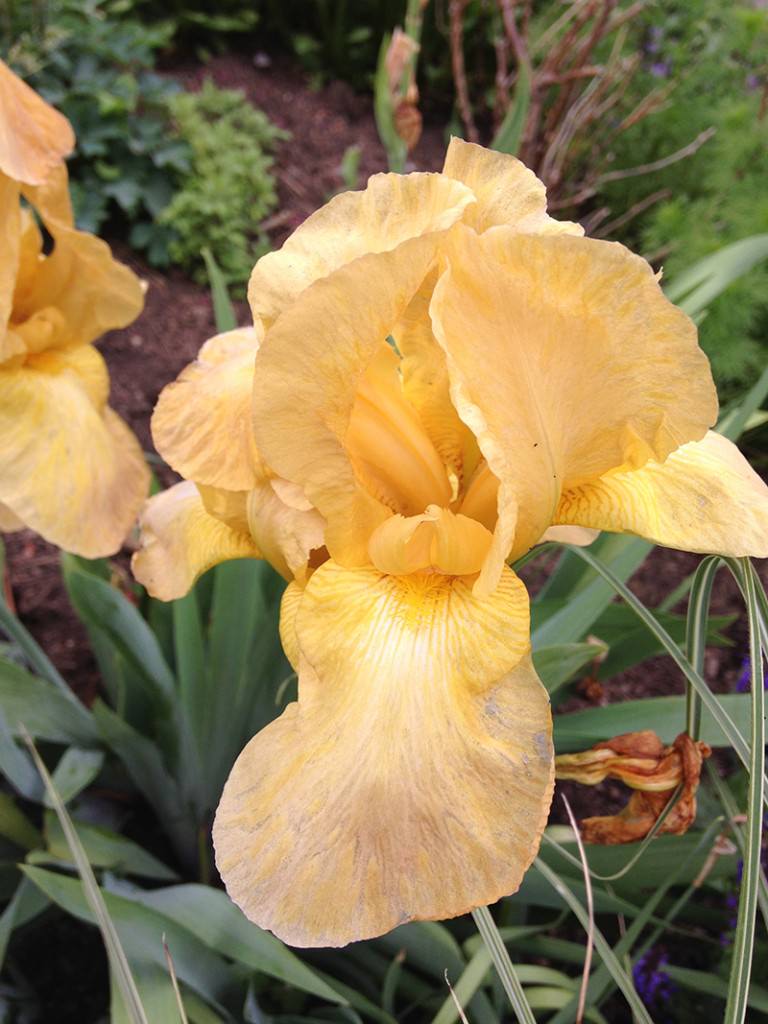 How To Control Iris Borers - Hobby Farms