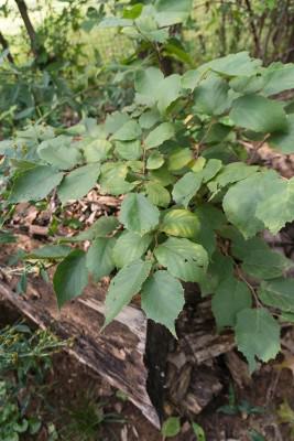 Hazelnuts: Feed Your Community & Heal Your Soil - Hobby Farms