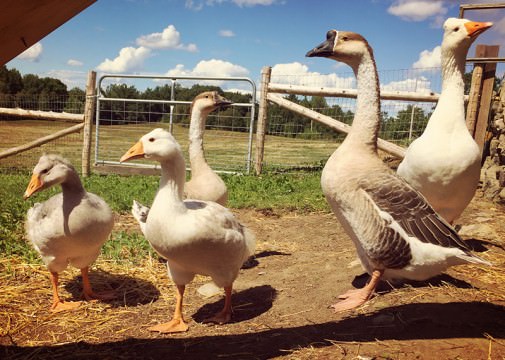Raise a Goose to Guard Your Flock - Hobby Farms