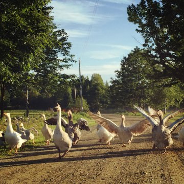 Raise a Goose to Guard Your Flock - Hobby Farms