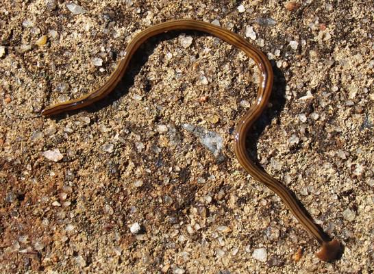 Are These Shovel Headed Worms Killing My Earthworms? - Hobby Farms