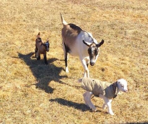 Goat Looks Stylish In New Coat, Becomes Face Of Farm Fashion - Hobby Farms