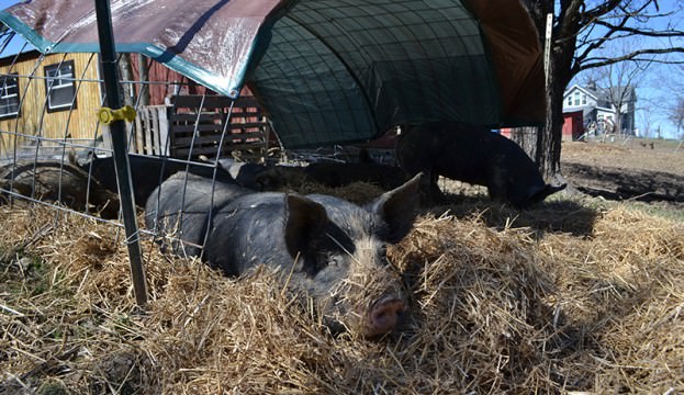 4 Hacks For Beginning Pig Farmers - Hobby Farms