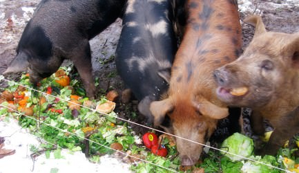 4 Hacks For Beginning Pig Farmers - Hobby Farms