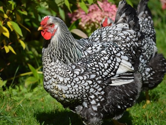 6 Gentle Chicken Breeds For Families - Hobby Farms