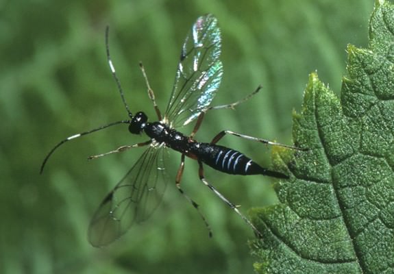 9 Good Bugs And How They Help Your Garden - Hobby Farms