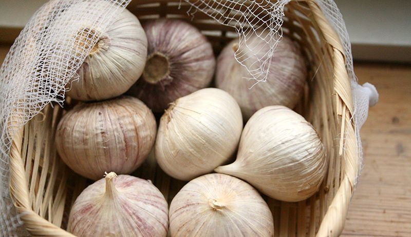 5 Things To Think About When Choosing Garlic - Hobby Farms