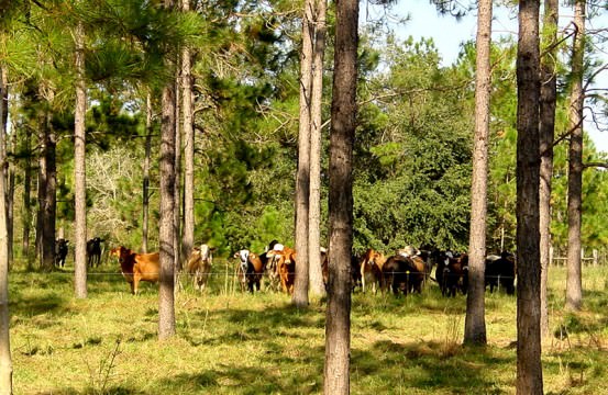 The Secrets of Silvopasturing - Hobby Farms
