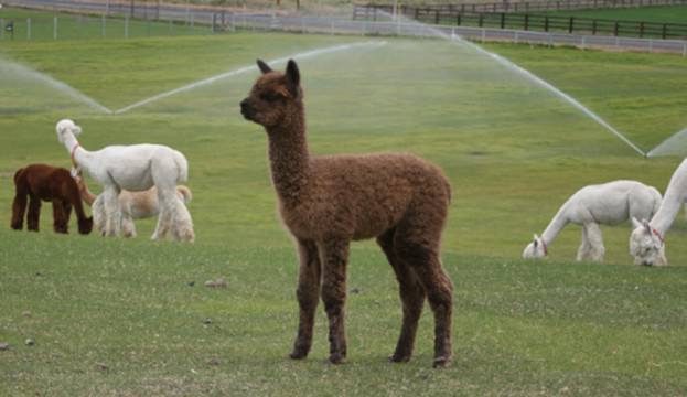 Learn the Fundamentals of Animals & Fiber - Hobby Farms