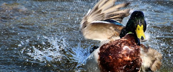 19 Farm Animals Having A Better Spring Break Than You - Hobby Farms