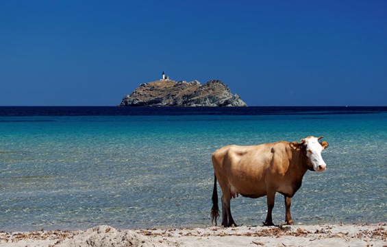 19 Farm Animals Having A Better Spring Break Than You - Hobby Farms