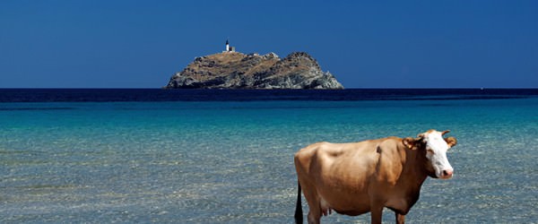 19 Farm Animals Having A Better Spring Break Than You - Hobby Farms