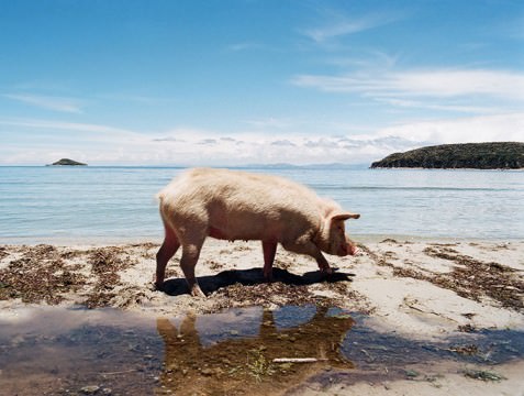 19 Farm Animals Having A Better Spring Break Than You - Hobby Farms