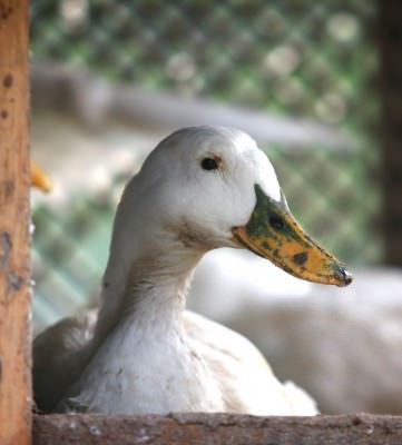 About Duck Raising - Hobby Farms