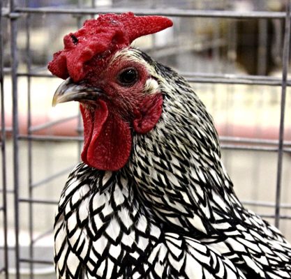 Poultry Profile: Get to Know the Wyandotte Chicken Breed – Hobby Farms