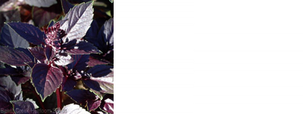 10 Basil Varieties & How to Use Them - Hobby Farms