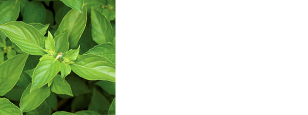 10 Basil Varieties & How to Use Them - Hobby Farms