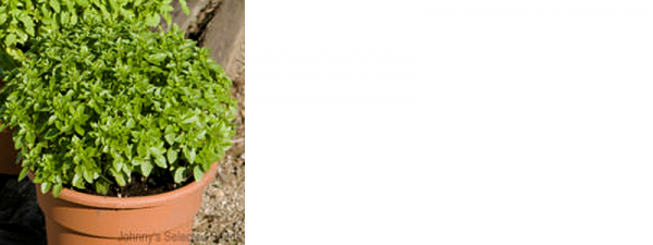 10 Basil Varieties & How to Use Them - Hobby Farms